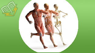 Planșe Anatomie - Biologie - Eduvolt