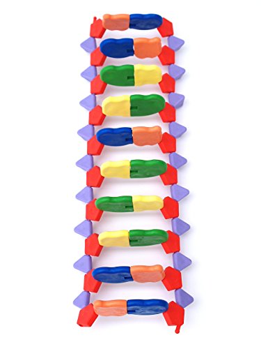 Materiale Didactice Gimnaziu si Liceu :: Biologie :: Modele ADN / ARN ...
