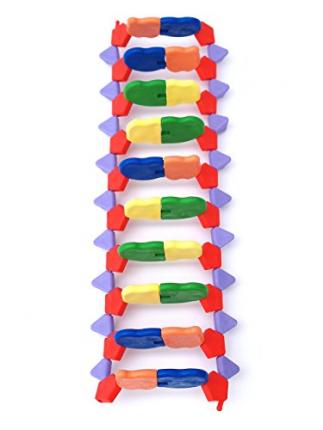 Materiale Didactice Gimnaziu si Liceu :: Biologie :: Modele ADN / ARN ...