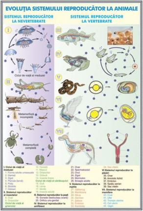 Sistemul reproducător la om / Evoluţia sistemului reproducător la ...