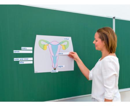 Set magnetic scolar- Sistemul reproducator - eduvolt.ro